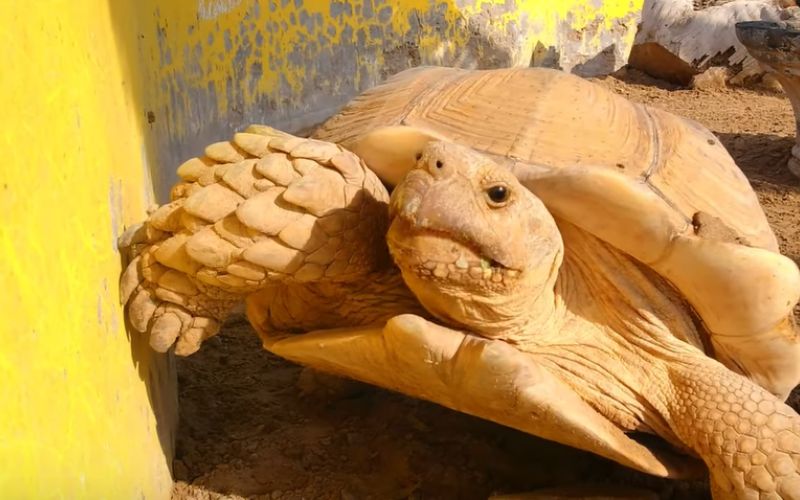 Best Petting Zoos in Dubai